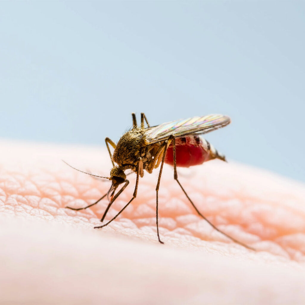 West Nile Virus - Elite Hospital